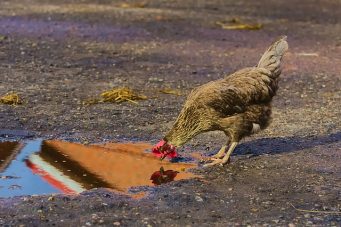El baile del pollo comiendo, el nuevo baile viral que revoluciona las redes