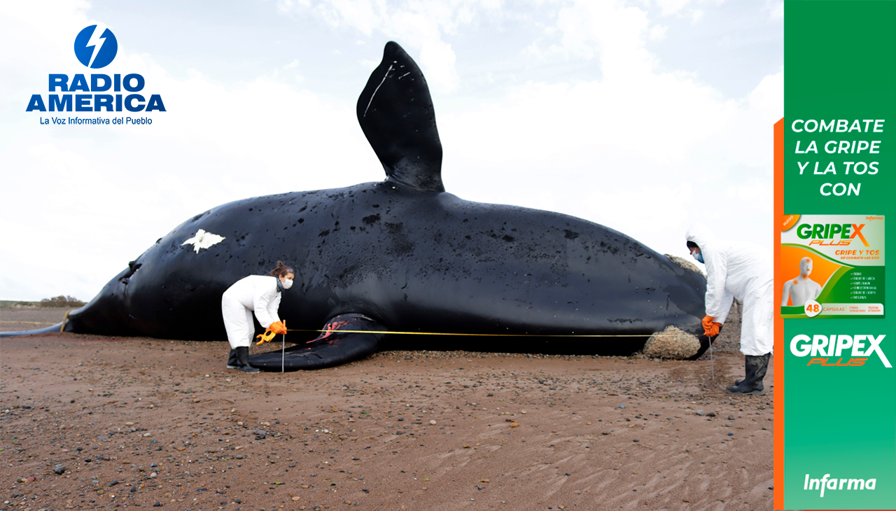 La marea roja causa la muerte de 30 ballenas en la Patagonia argentina