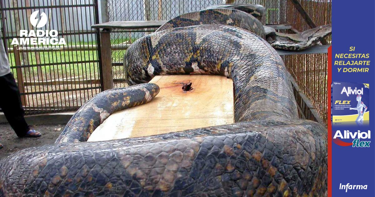 Encuentran el cadáver de una mujer en el interior de una pitón de 5 ...