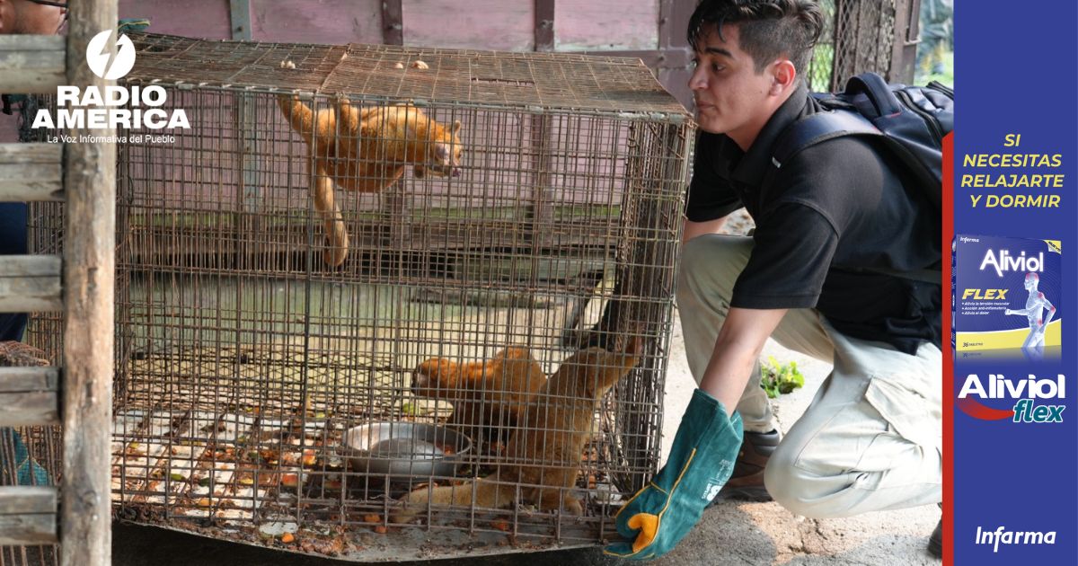 ICF culmina intervención en zoológico Joya Grande con “resultados ...