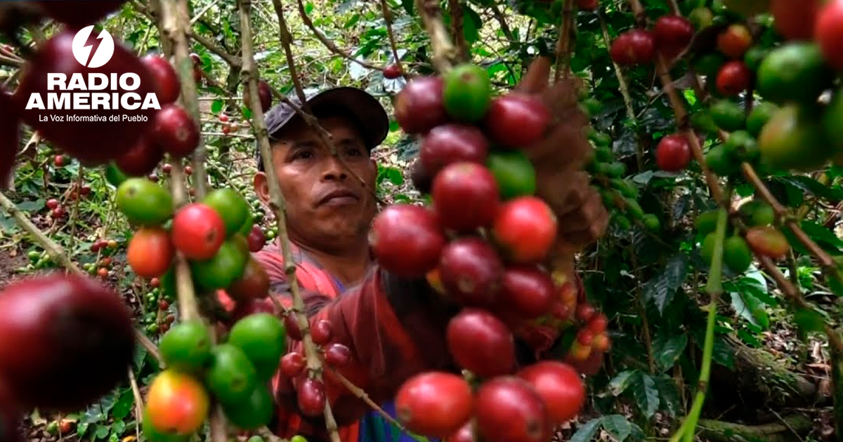 Honduras acelera adaptación a ley europea para mantener el acceso de su café a la UE